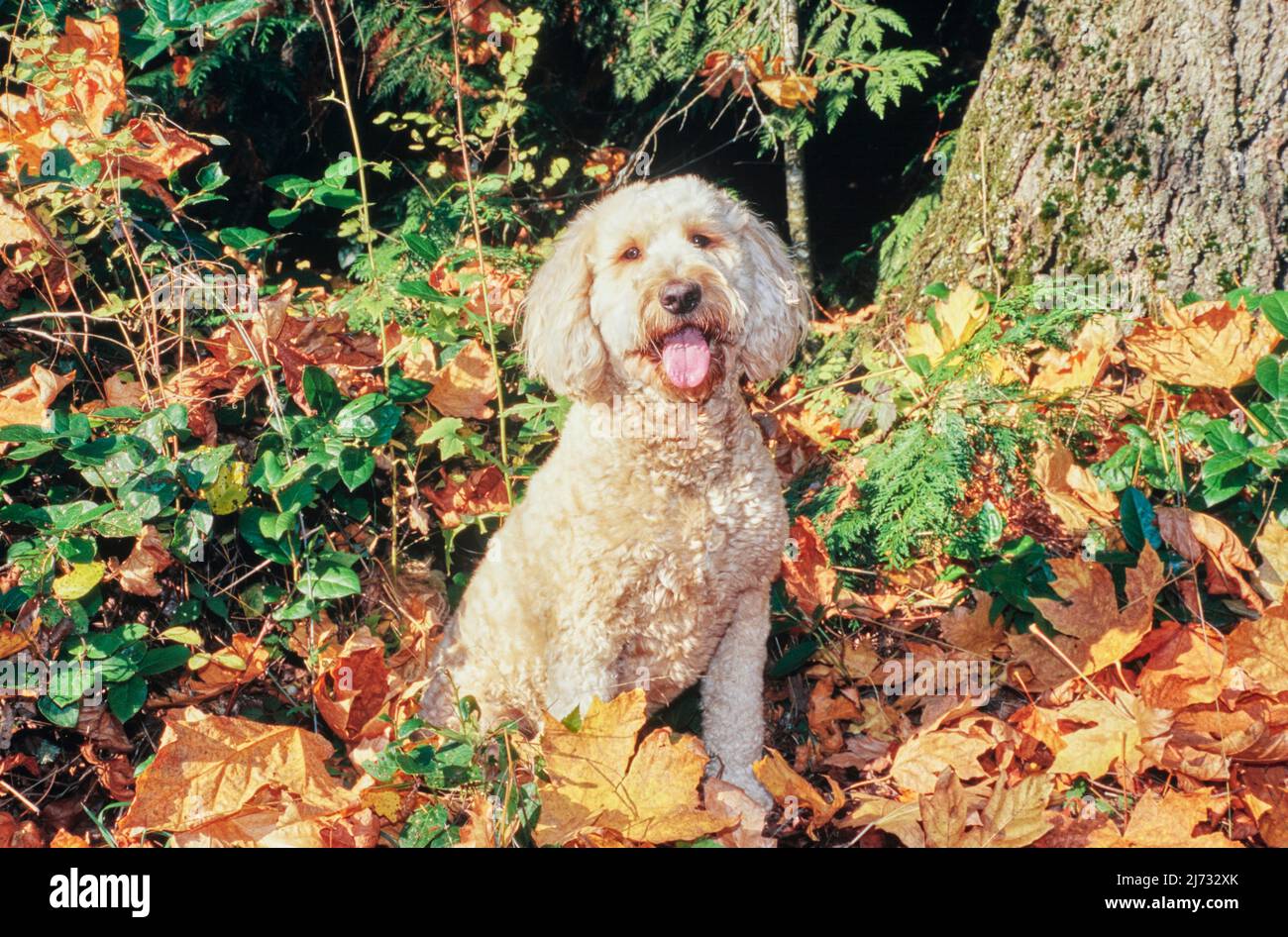 Goldendoodle sitting in autumn leaves in front of tree Stock Photo - Alamy
