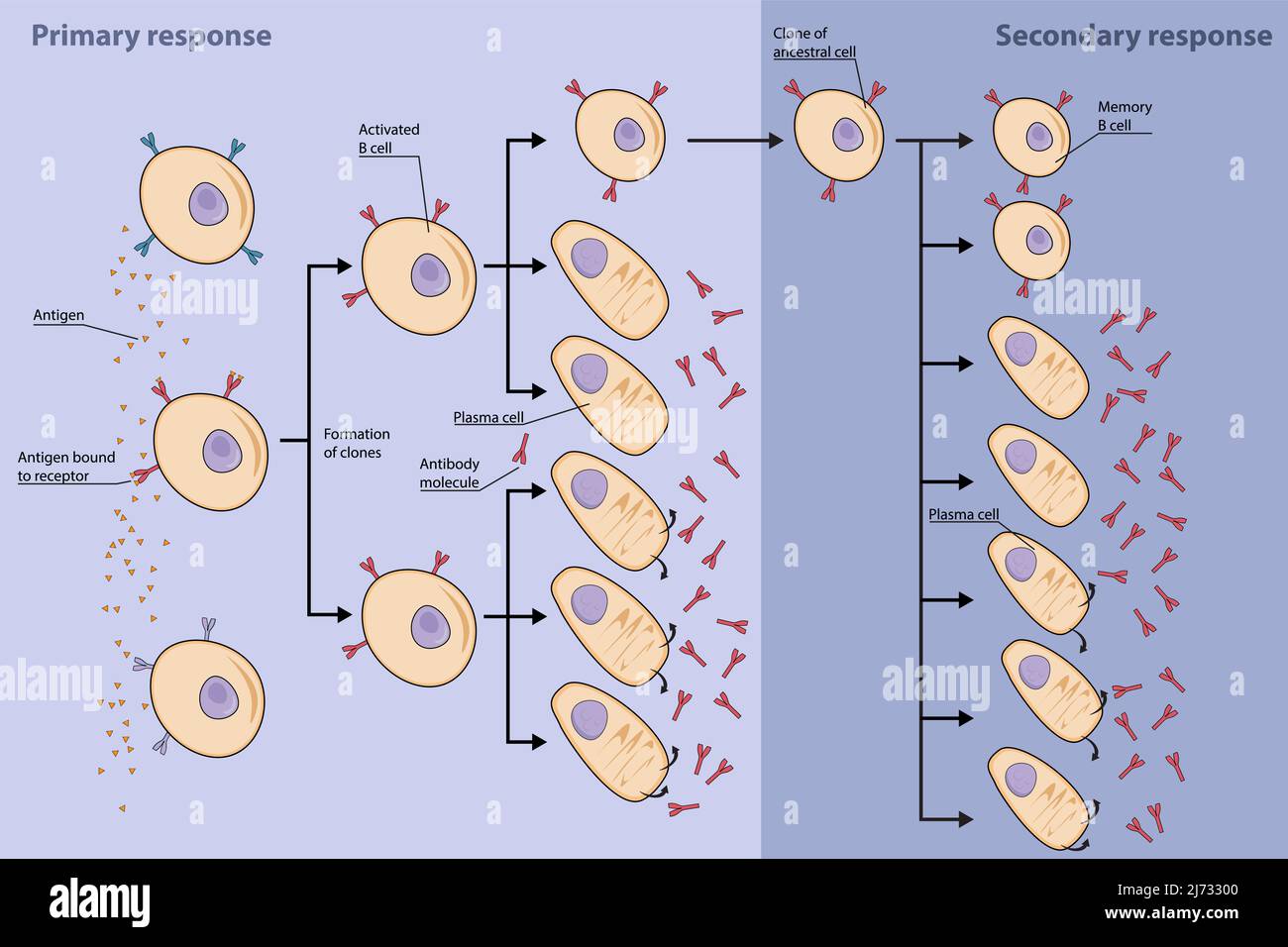 Memory B Cells T Cells And Some Become Cellspics