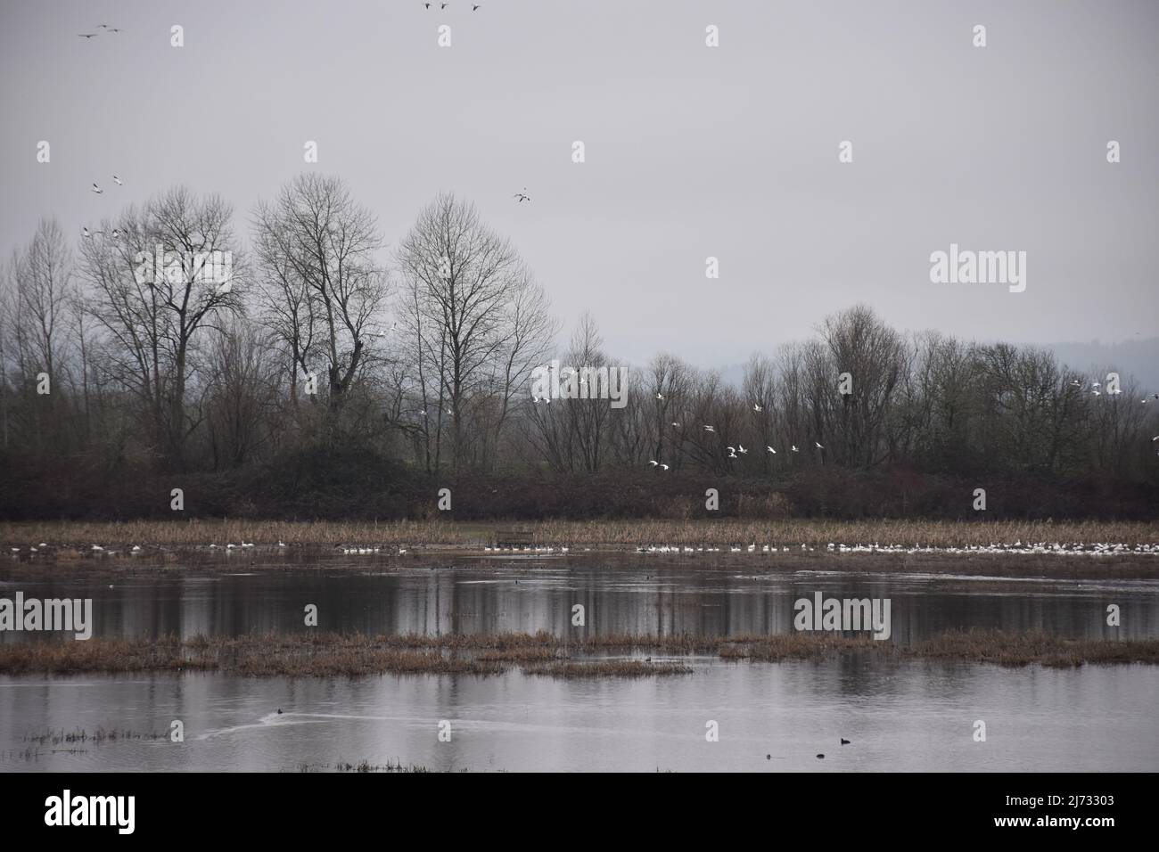 Large numbers of migrating snow geese seen both in the air and on ...