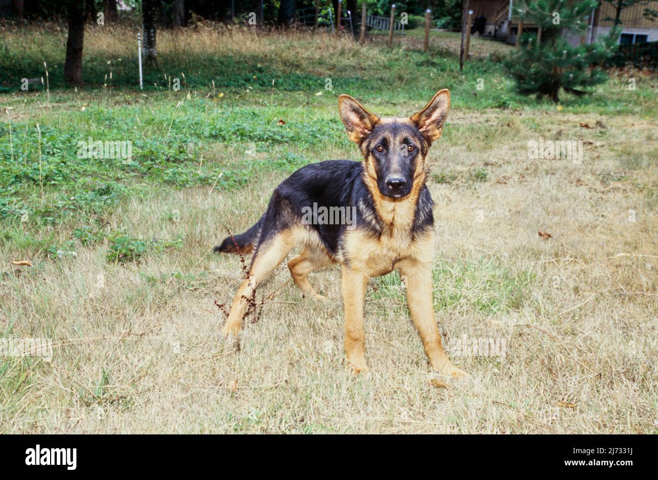 German shepherd outdoors in field Stock Photo - Alamy