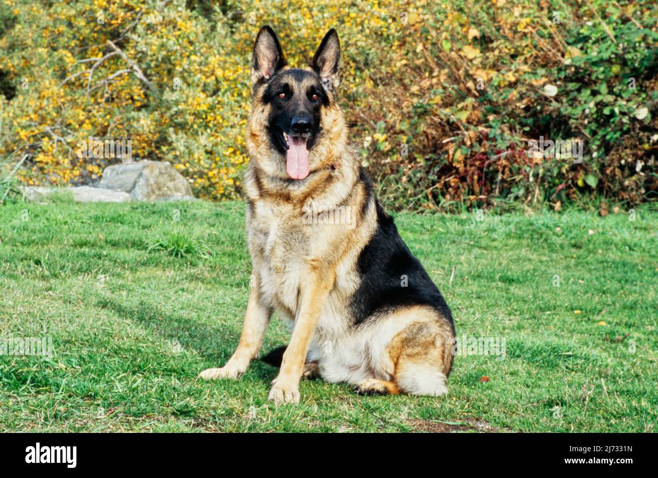 German shepherd sitting outdoors on grass Stock Photo - Alamy