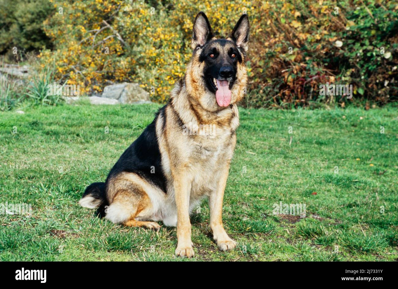 German shepherd sitting outdoors on grass Stock Photo - Alamy