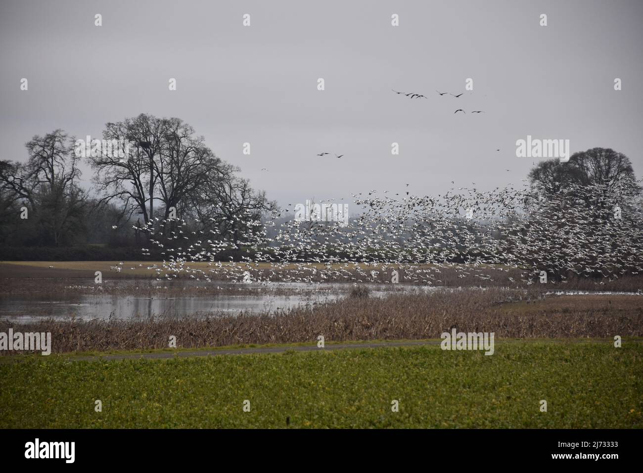 Large numbers of migrating snow geese seen both in the air and on ...