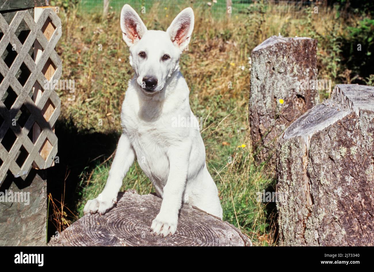 The shepherd tree or shepherds tree hi-res stock photography and images ...
