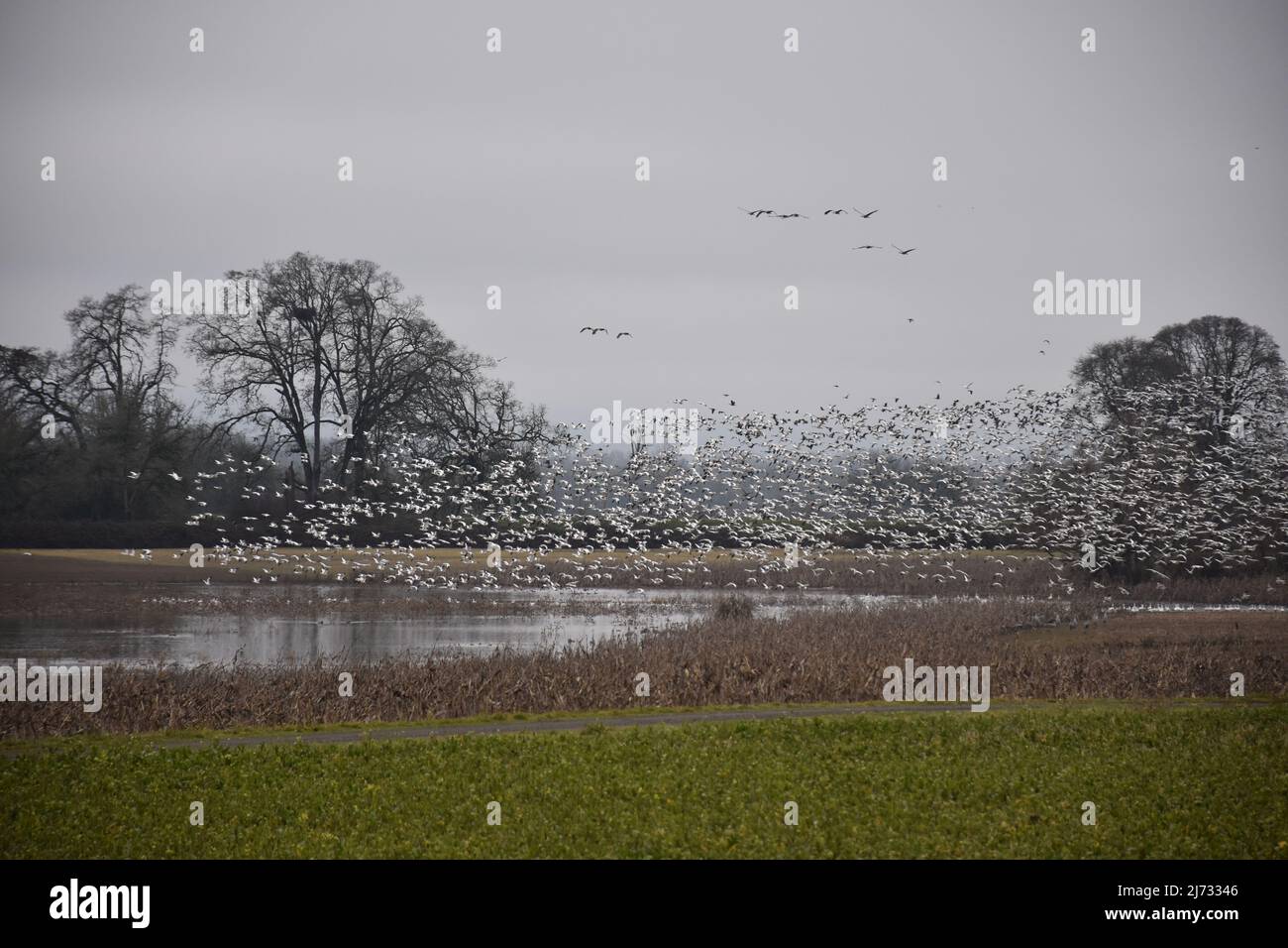 Large numbers of migrating snow geese seen both in the air and on ...