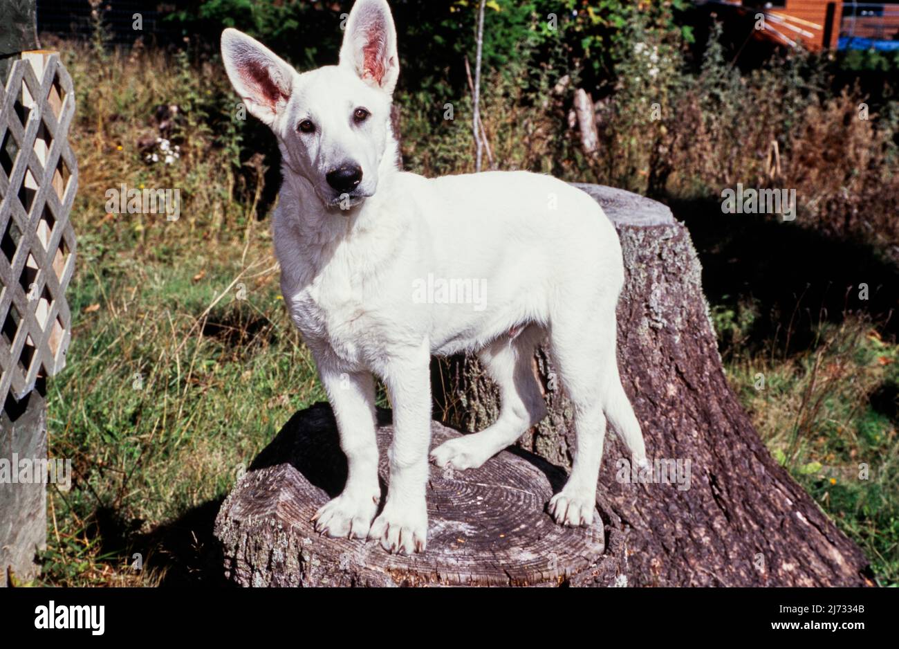 The shepherd tree or shepherds tree hi-res stock photography and images ...