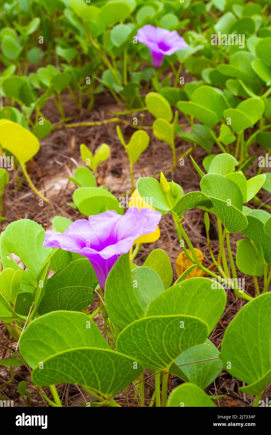Goats field flowers hi-res stock photography and images - Alamy