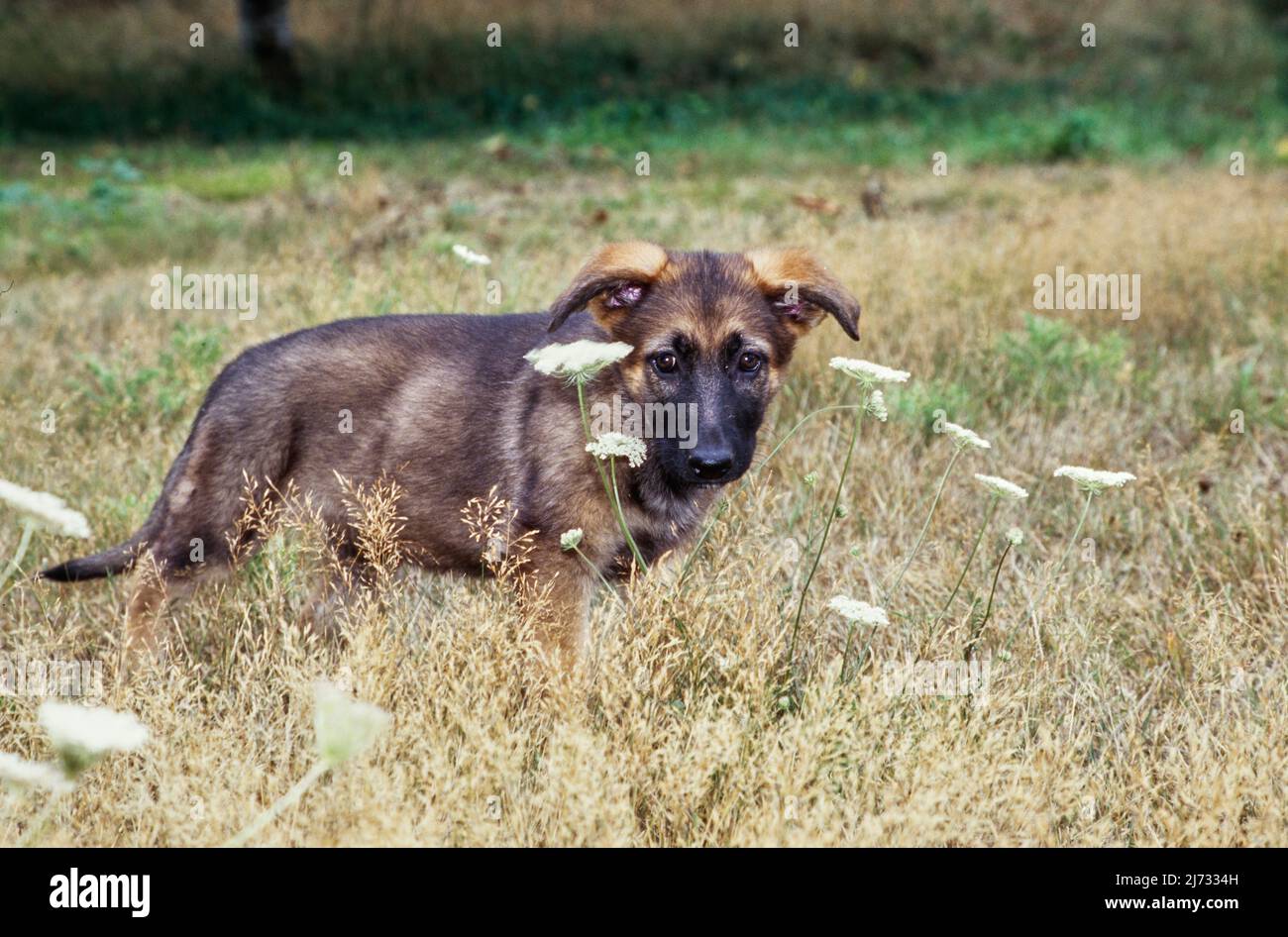 German shepherd puppy in field hi-res stock photography and images - Alamy