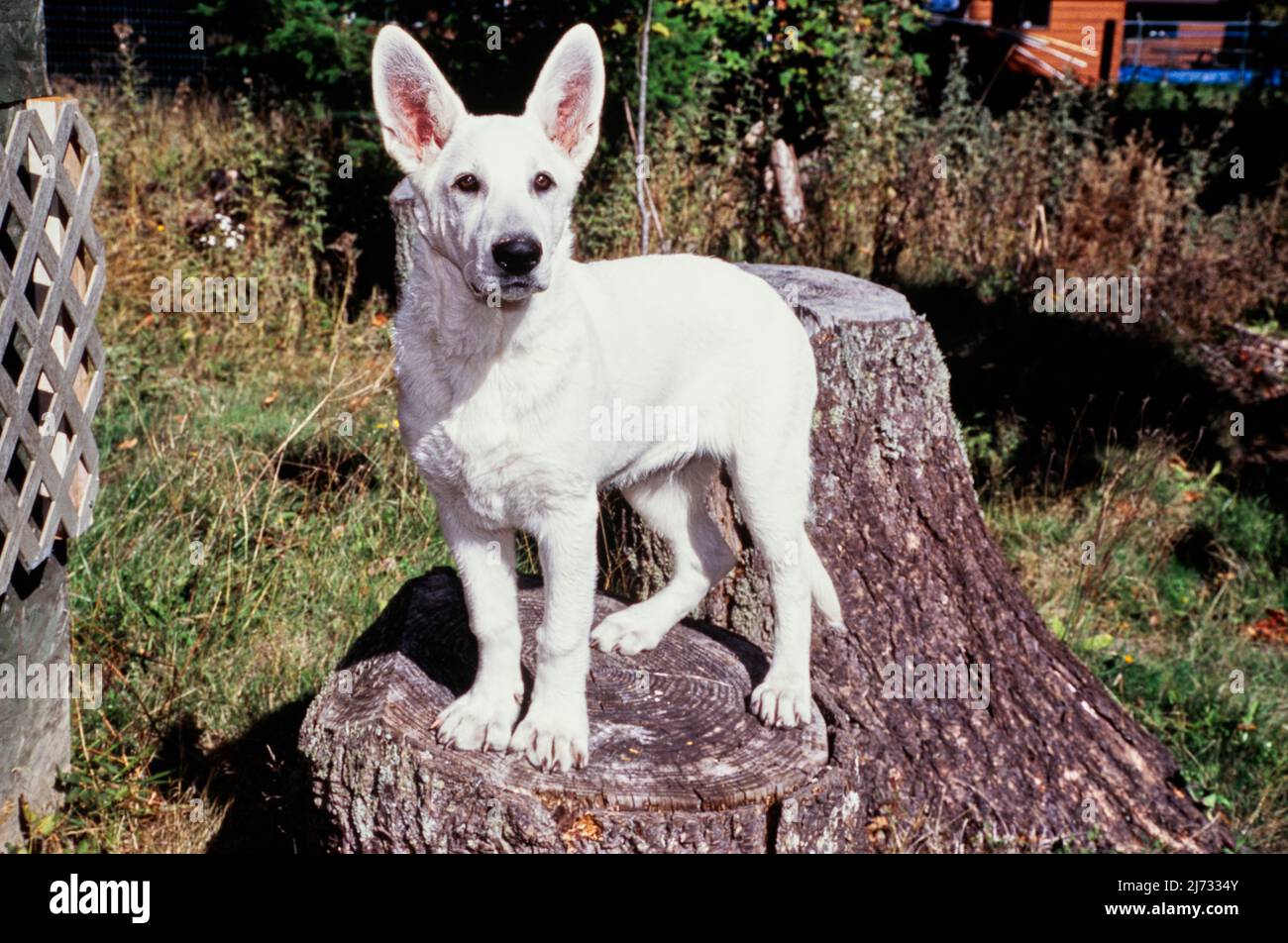 German shepherd standing hi-res stock photography and images - Alamy