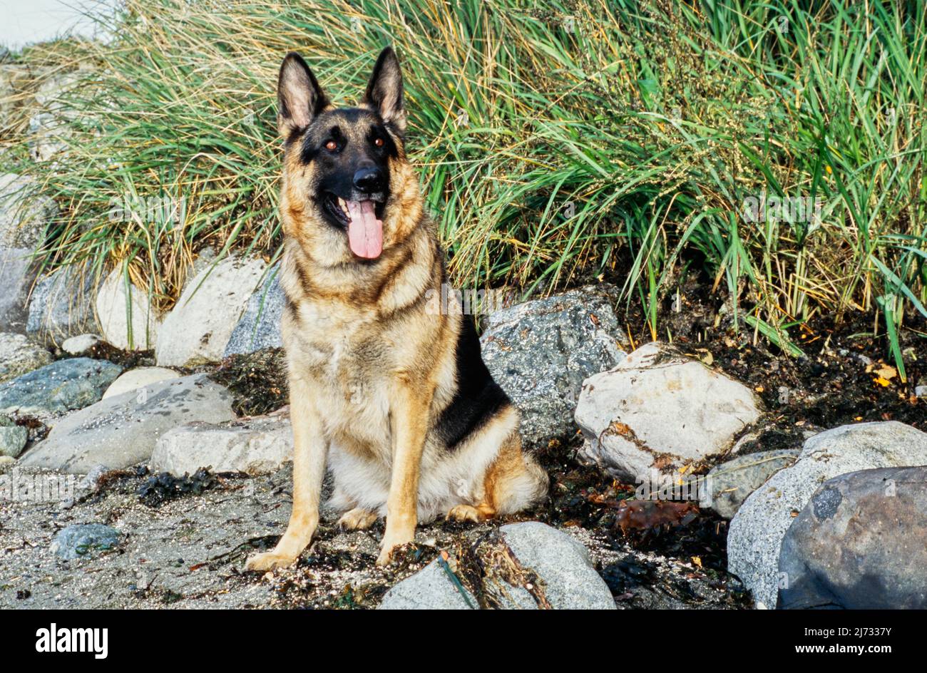 German shepherd sitting outdoors on rocks in front of long grass Stock ...