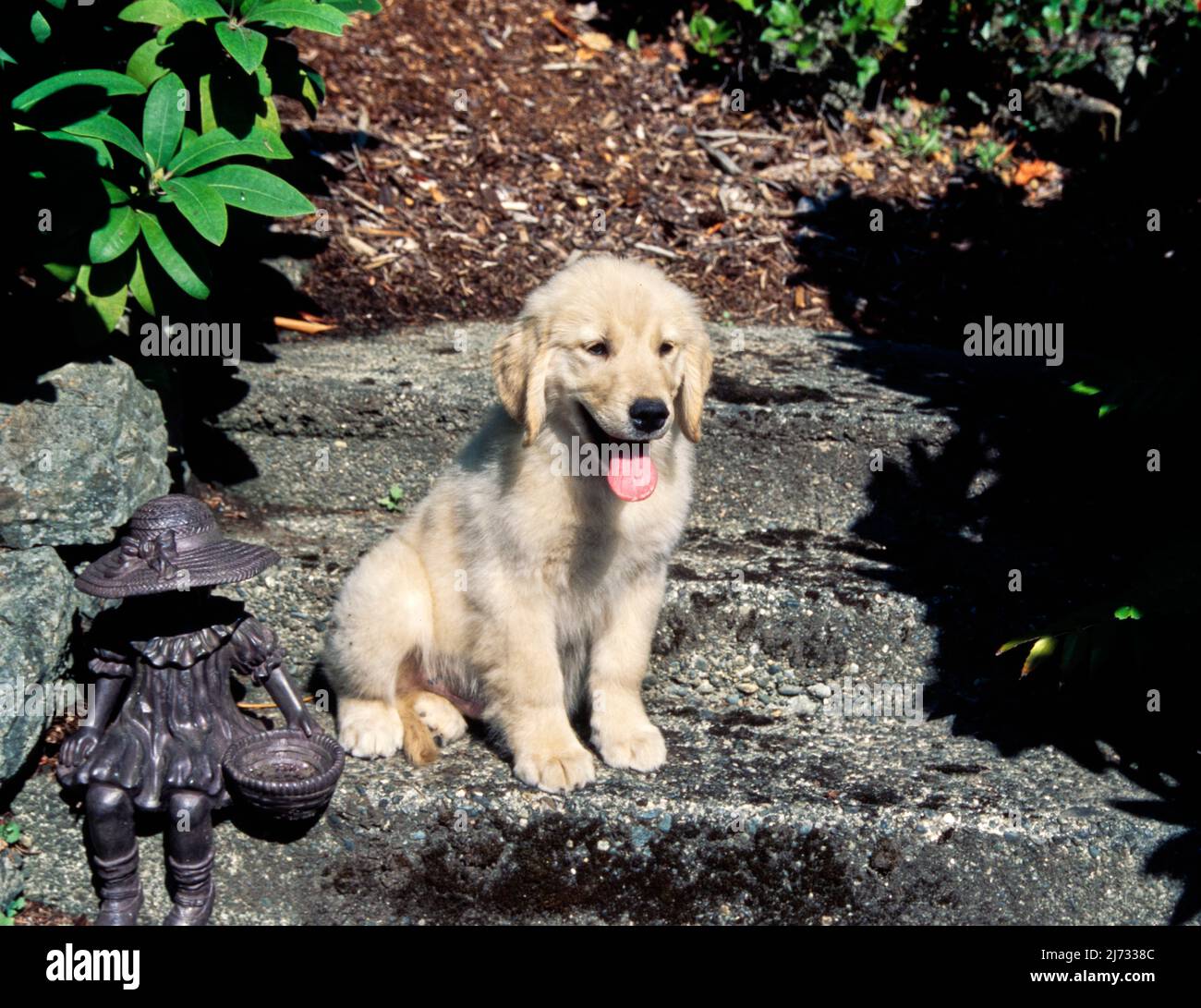 Animal steps hi-res stock photography and images - Alamy