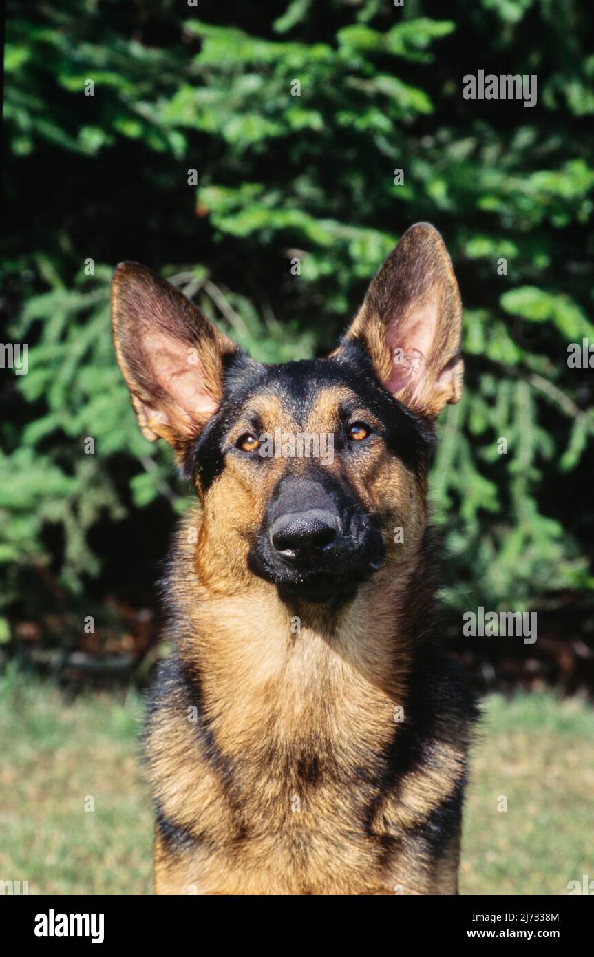 German Shepherd outside in grass Stock Photo - Alamy