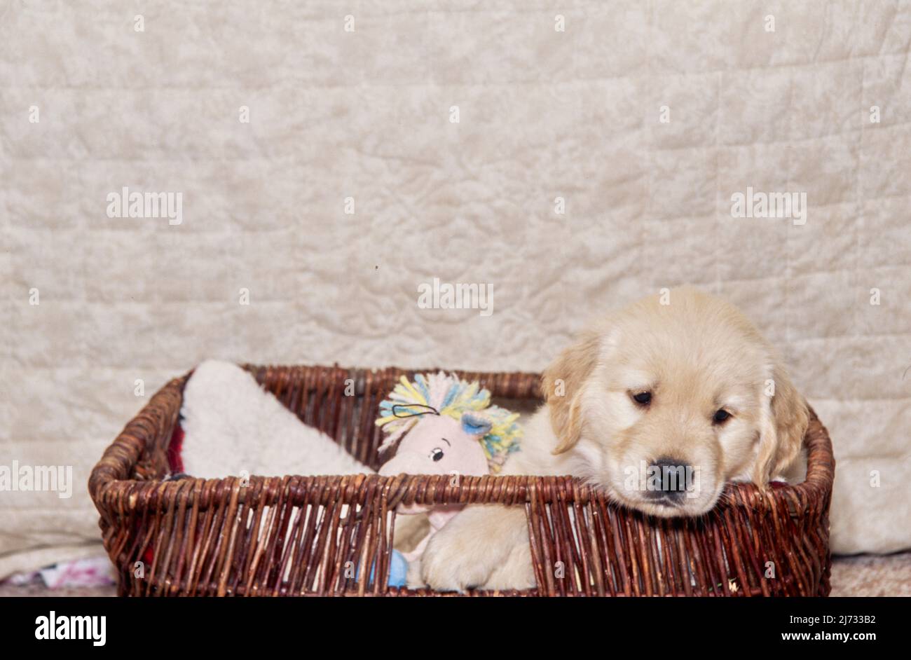 Golden Retriever puppy in basket Stock Photo - Alamy