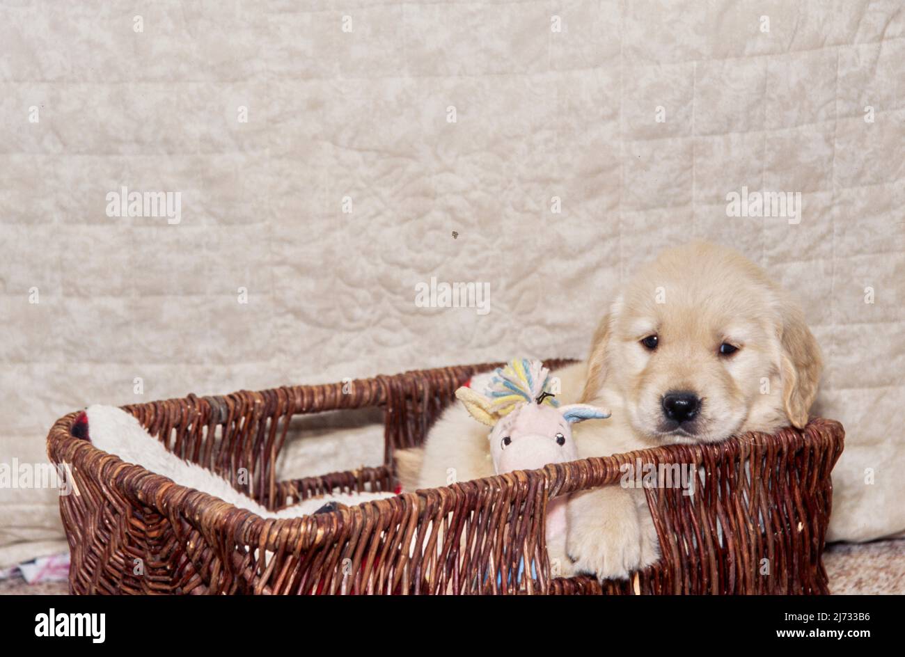 Golden Retriever puppy in basket Stock Photo - Alamy