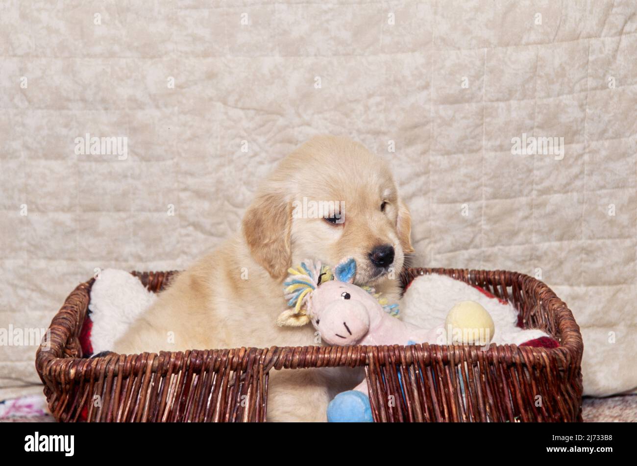 Golden Retriever puppy in basket Stock Photo - Alamy
