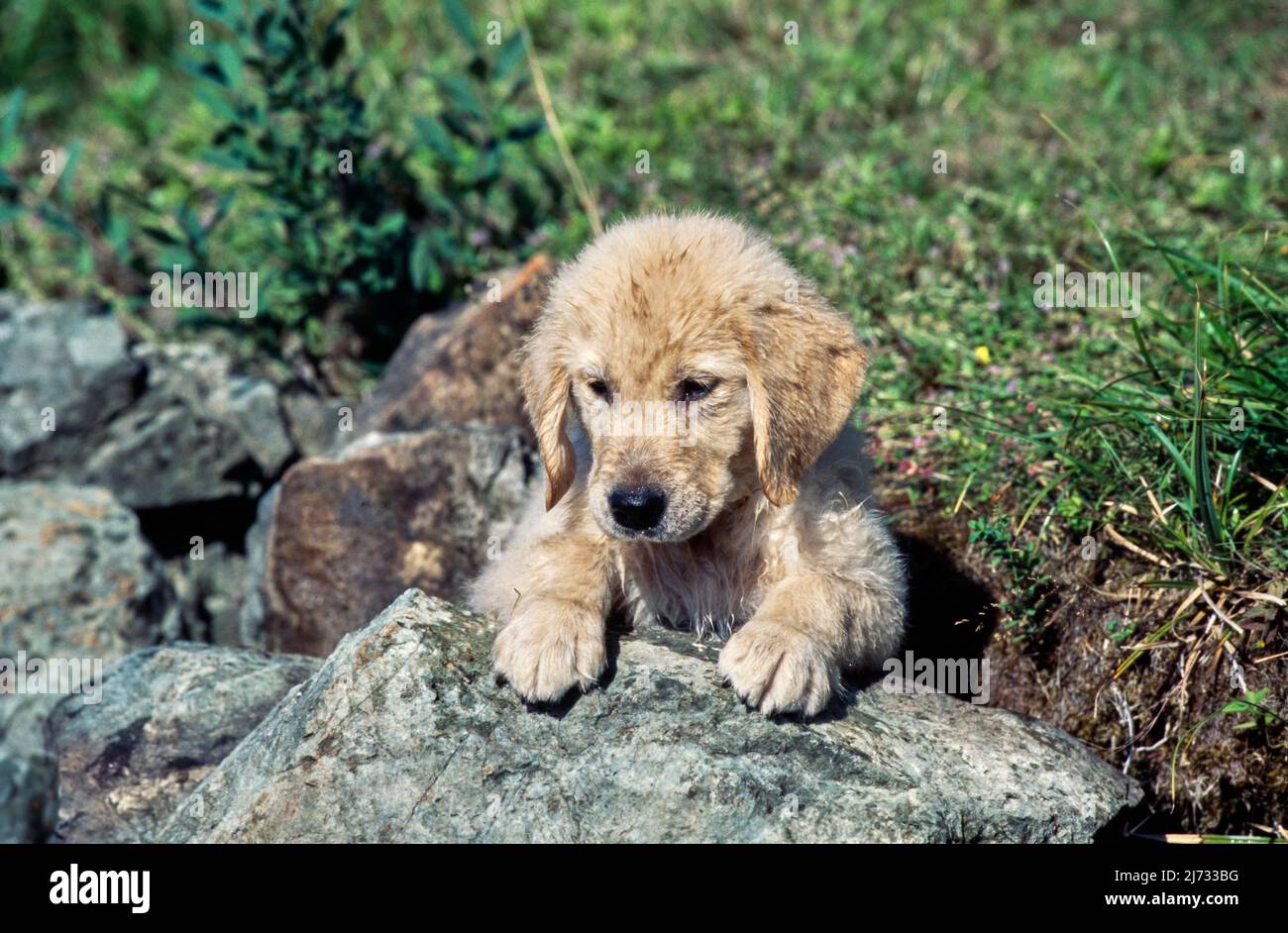 Golden Retriever puppy on rock Stock Photo - Alamy