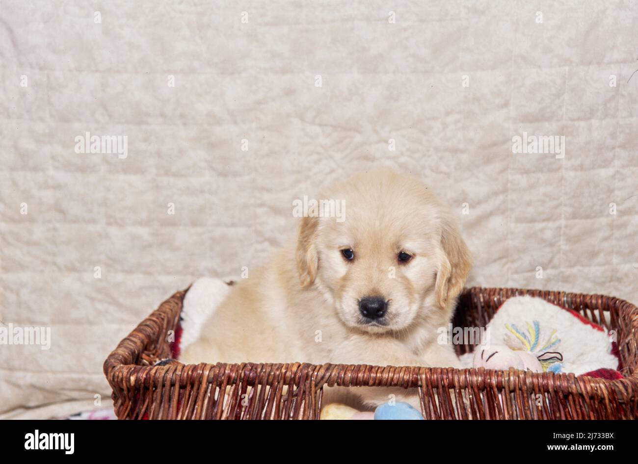Golden Retriever puppy in basket Stock Photo - Alamy