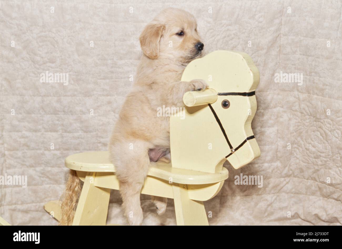 Rocking dog hi-res stock photography and images - Alamy