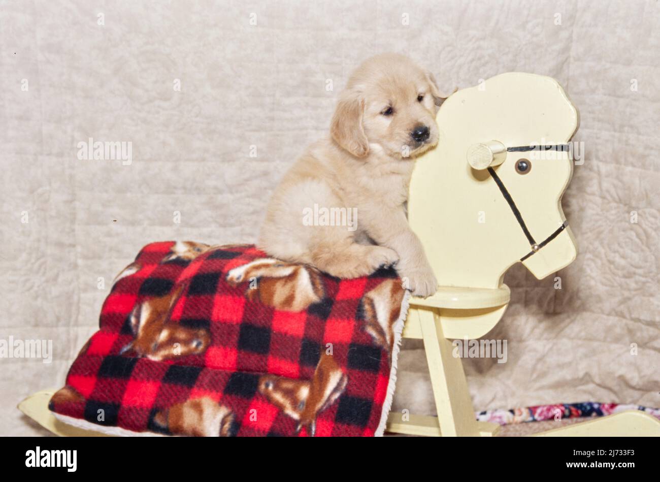 Golden Retriever puppy on rocking horse Stock Photo - Alamy