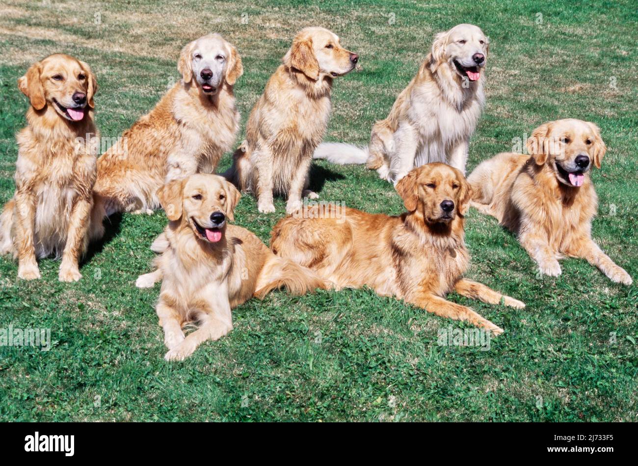 Group of Golden Retrievers in grass Stock Photo - Alamy