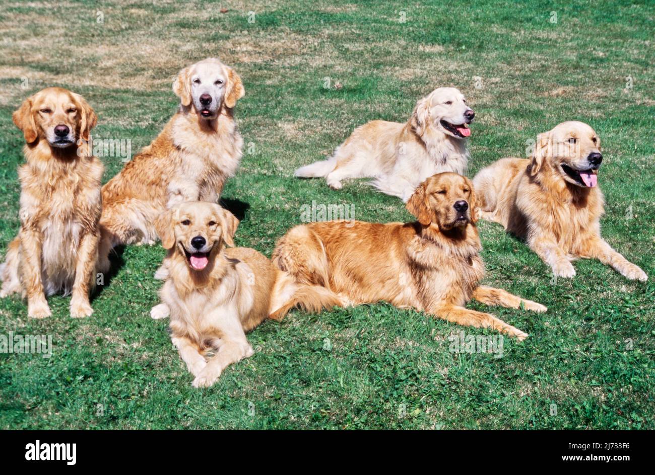 Group of Golden Retrievers in grass Stock Photo - Alamy