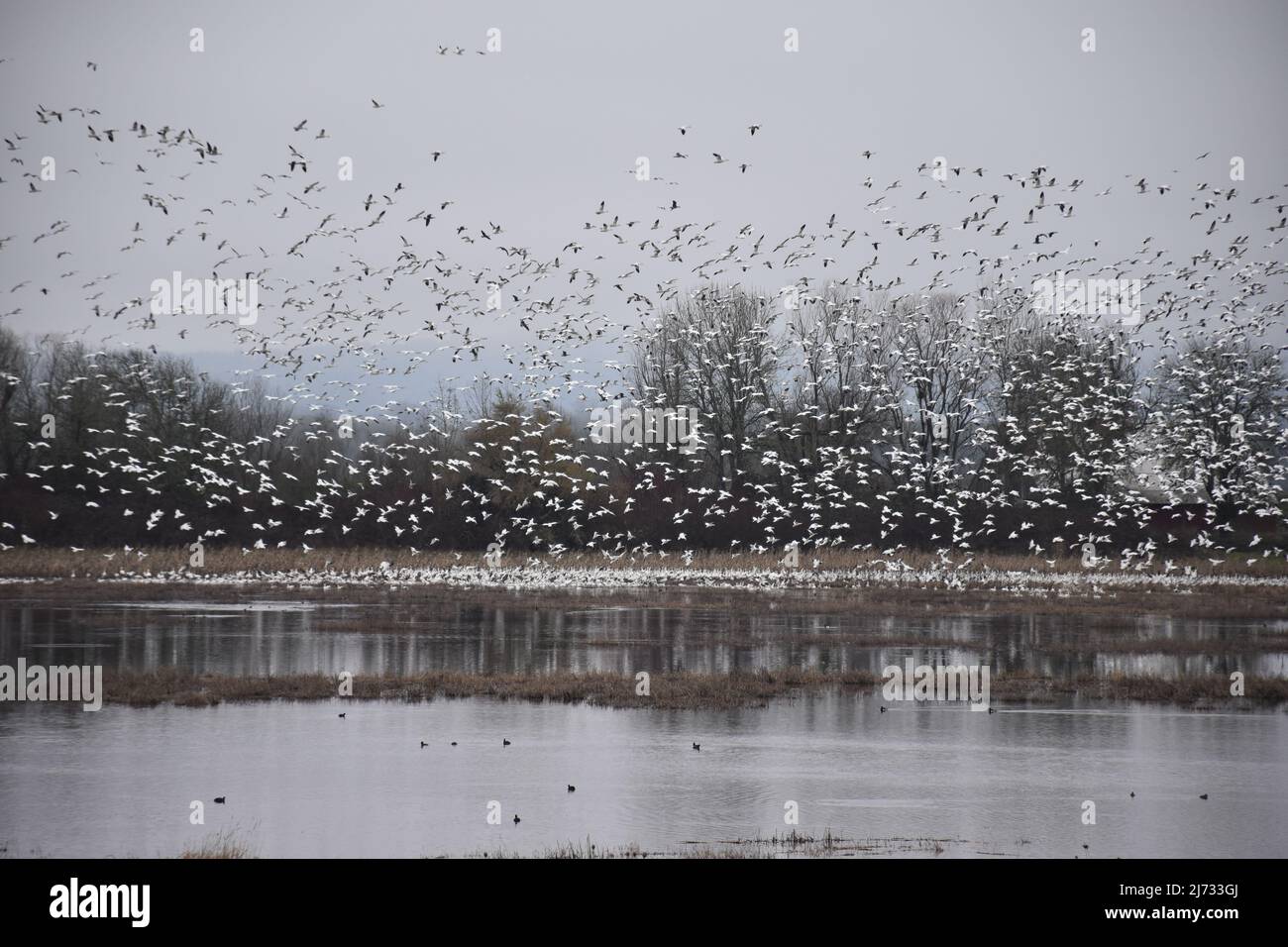 Large numbers of migrating snow geese seen both in the air and on ...