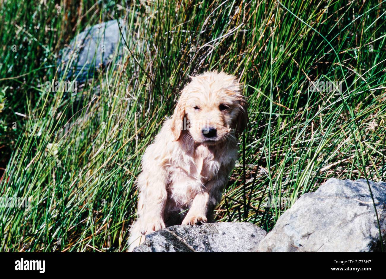 Golden Retriever puppy on rocks Stock Photo - Alamy