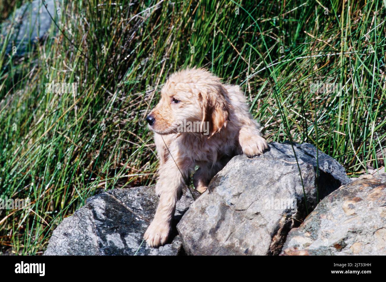 Rocks and the puppy hi-res stock photography and images - Alamy