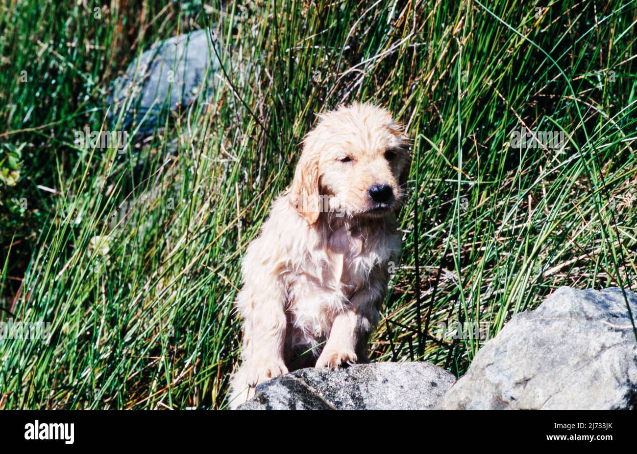 Golden Retriever puppy on rocks Stock Photo - Alamy