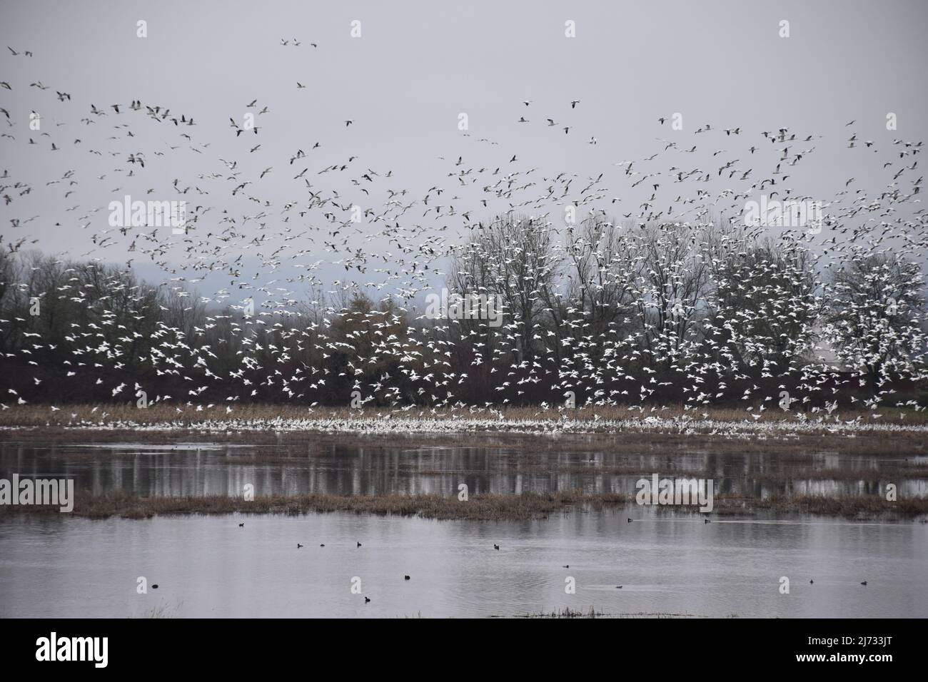 Large numbers of migrating snow geese seen both in the air and on ...