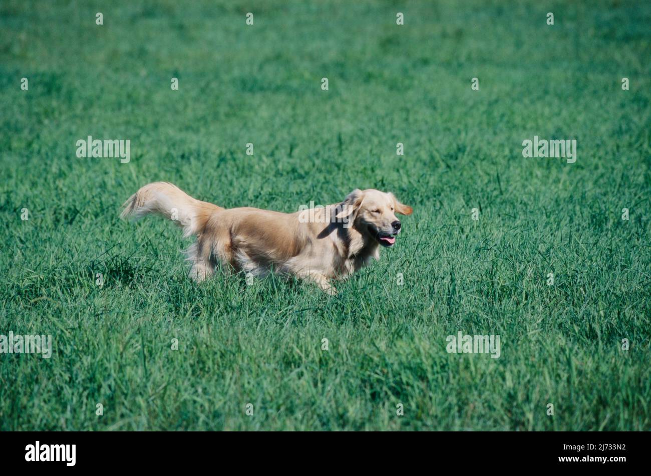 Golden Retriever in field Stock Photo - Alamy