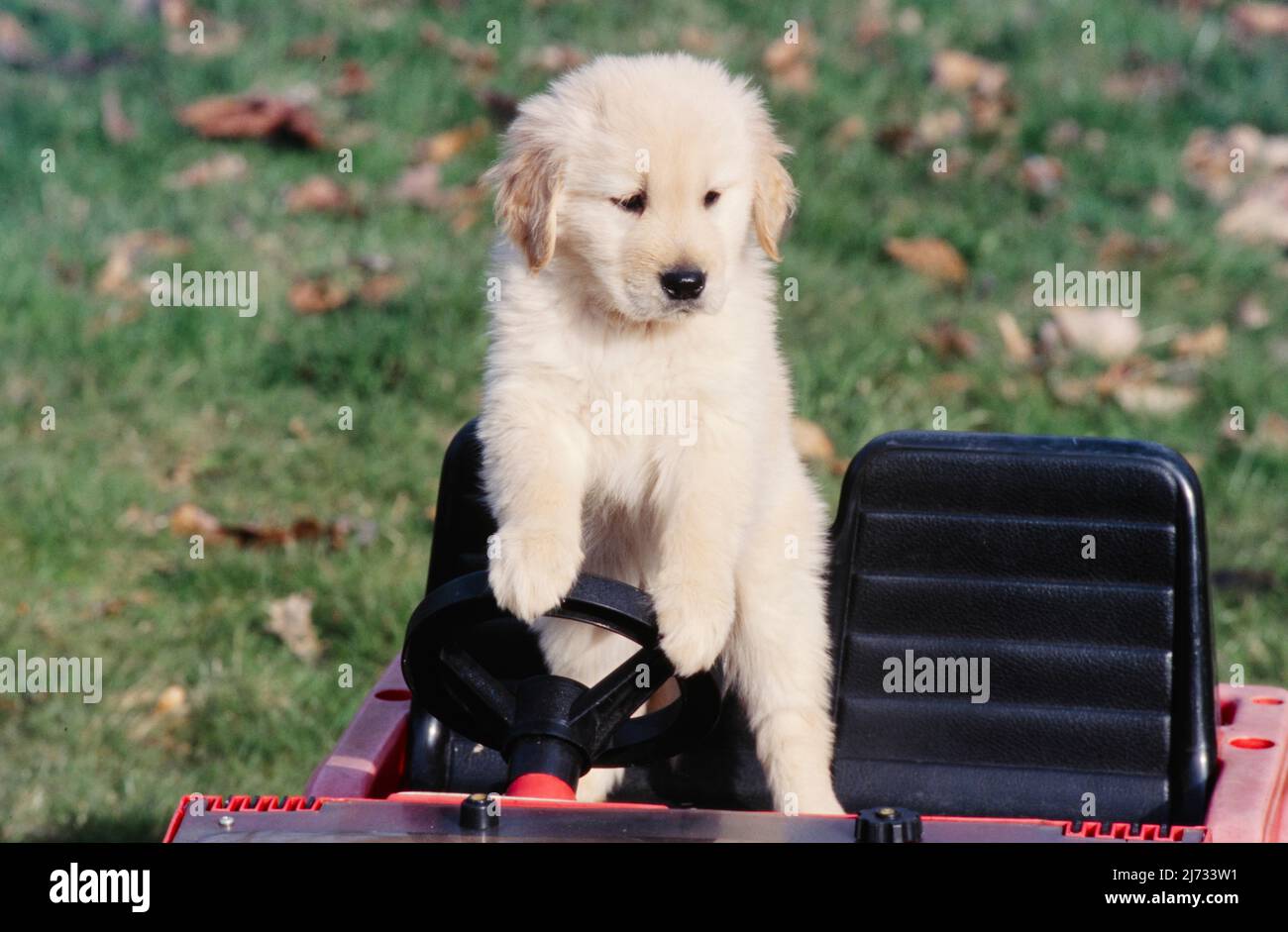 Golden Retriever puppy sitting in toy car Stock Photo - Alamy