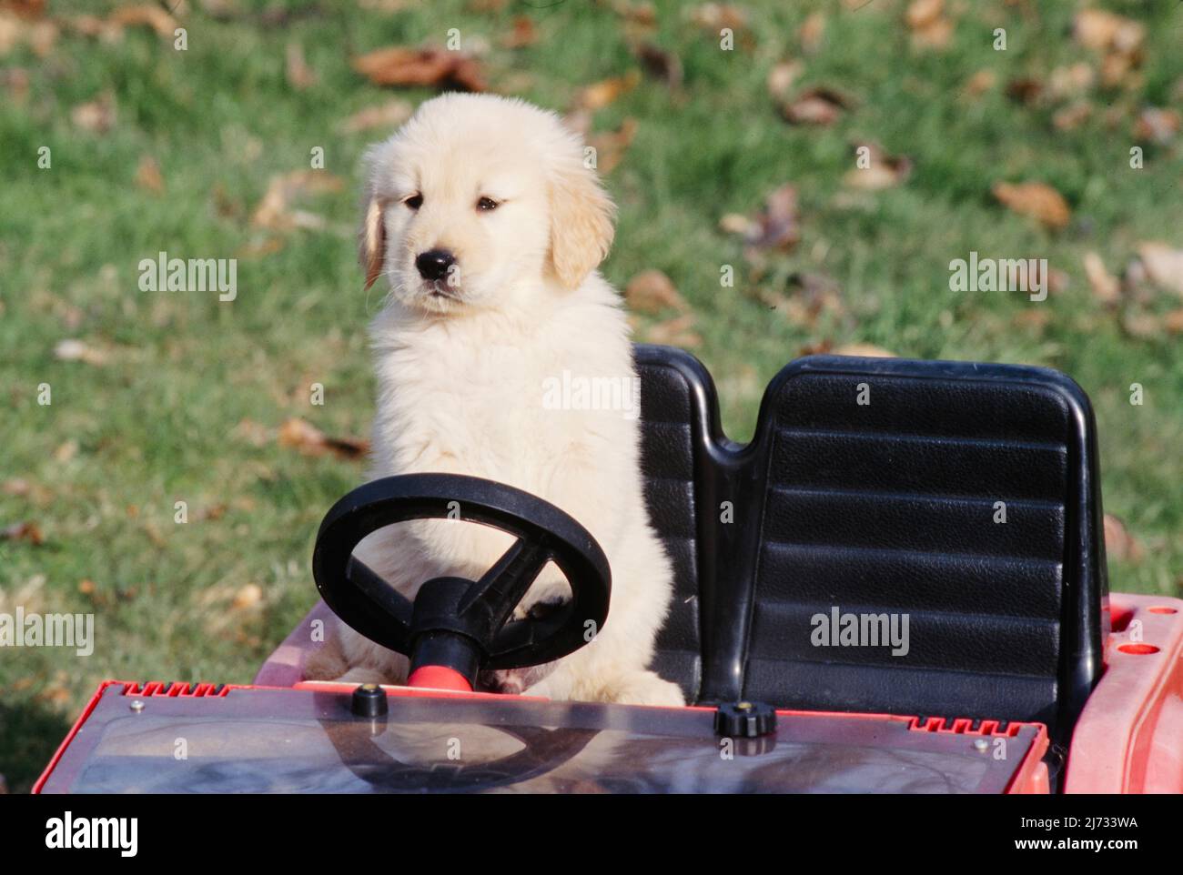 Golden Retriever puppy sitting in toy car Stock Photo - Alamy