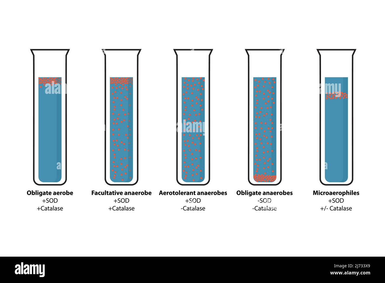 Growth rate of bacteria at different oxygen concentration Stock Vector ...