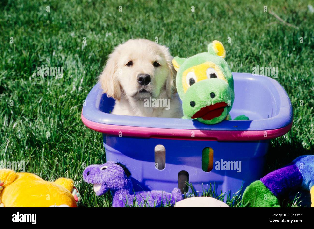 Golden Retriever puppy in toy bucket Stock Photo - Alamy
