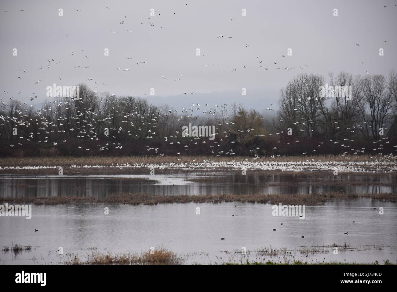Large numbers of migrating snow geese seen both in the air and on ...