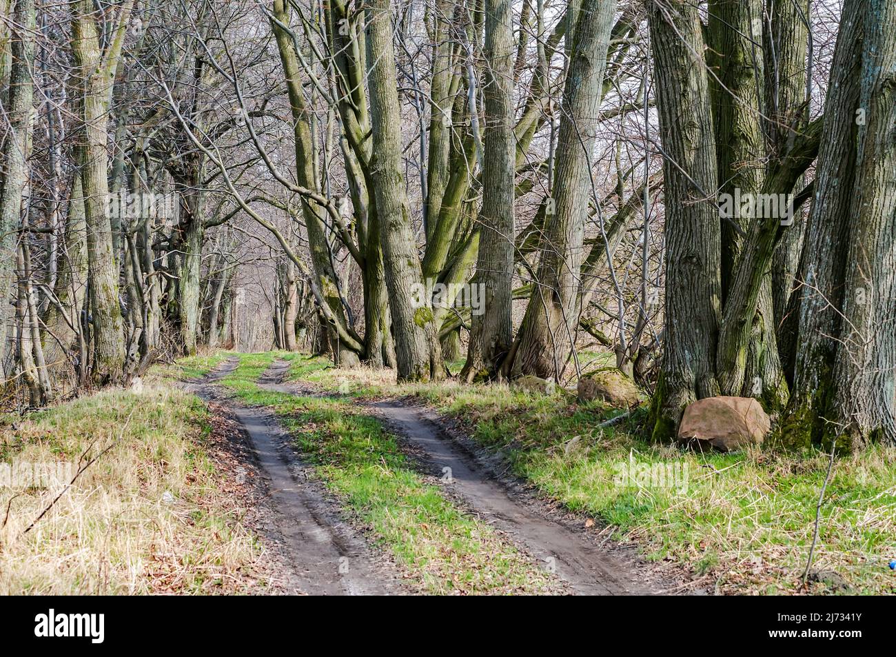 Forest trail. A road in the woods. A forest alley. Old beautiful trees ...
