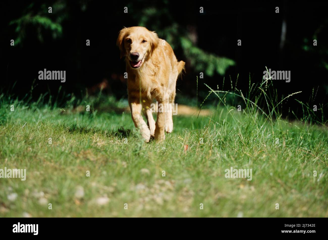 Golden retriever puppy running hi-res stock photography and images - Alamy
