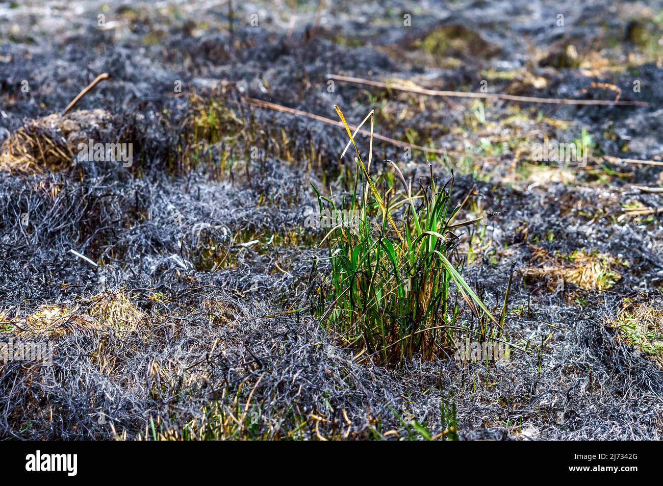 Grass Fall. A field burned by fire. Fields after fire. Burned field ...