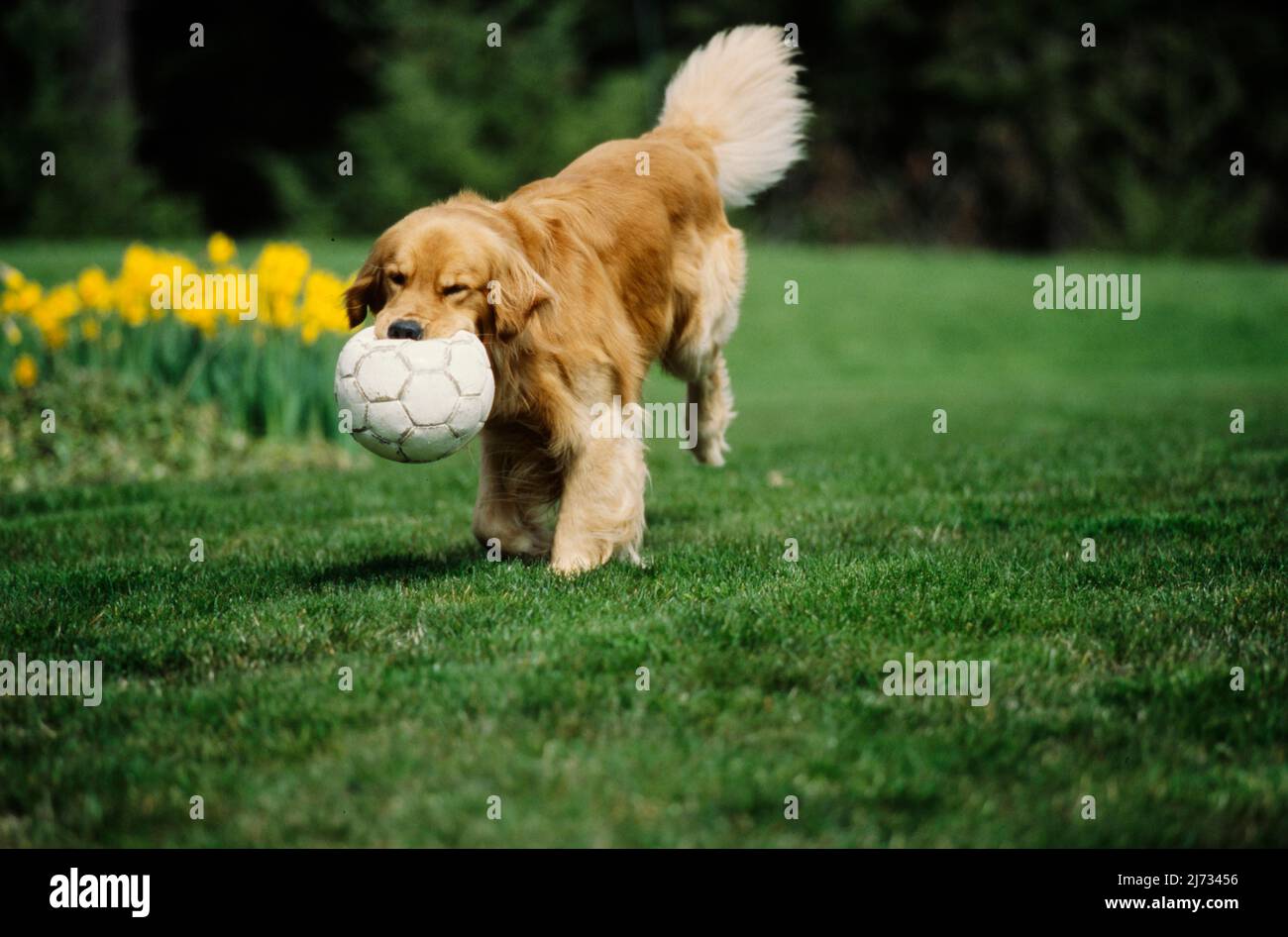 Golden Retriever with ball in field Stock Photo - Alamy
