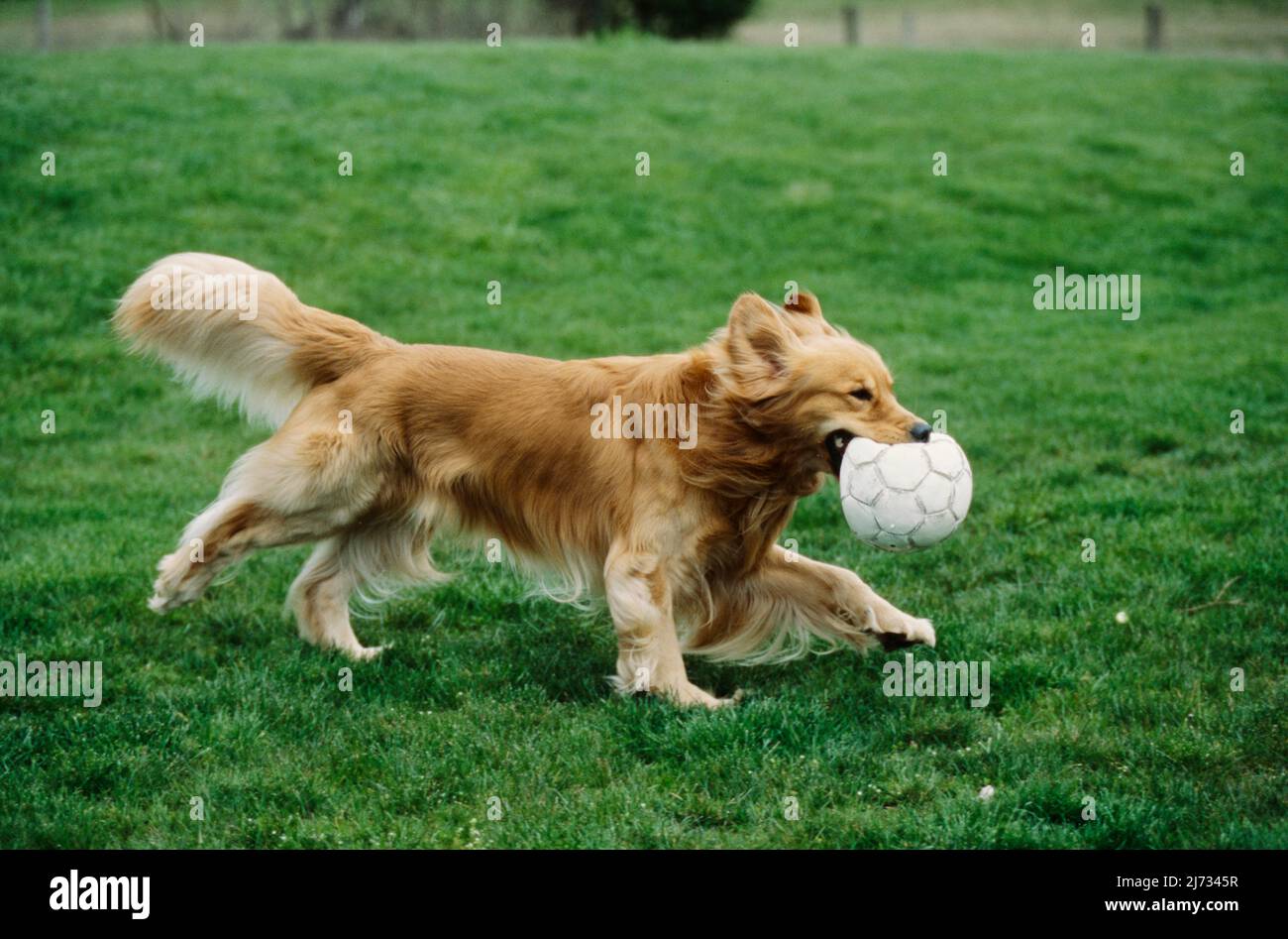 Golden Retriever with ball in field Stock Photo - Alamy