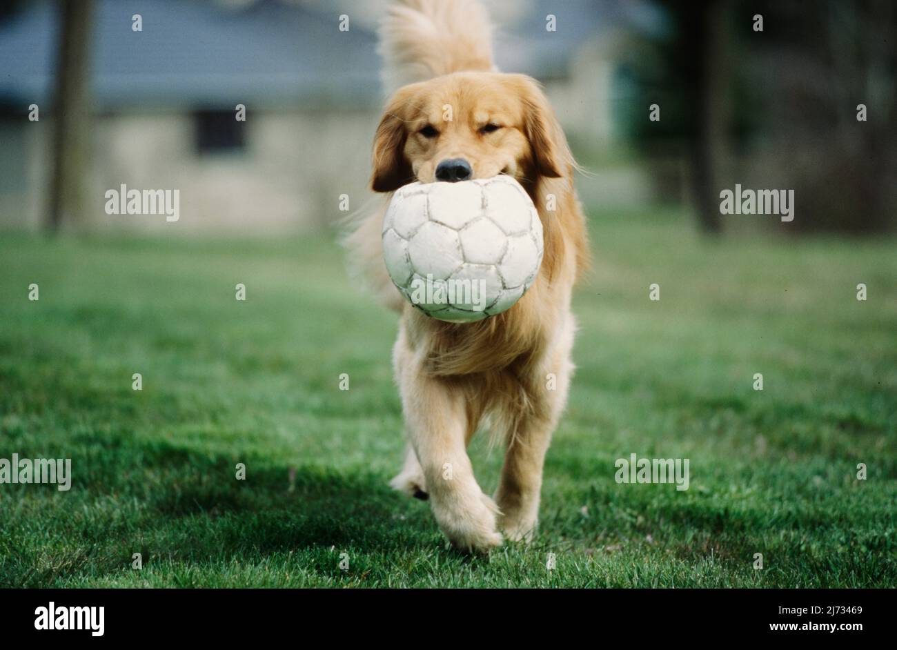 Golden Retriever with ball in field Stock Photo - Alamy