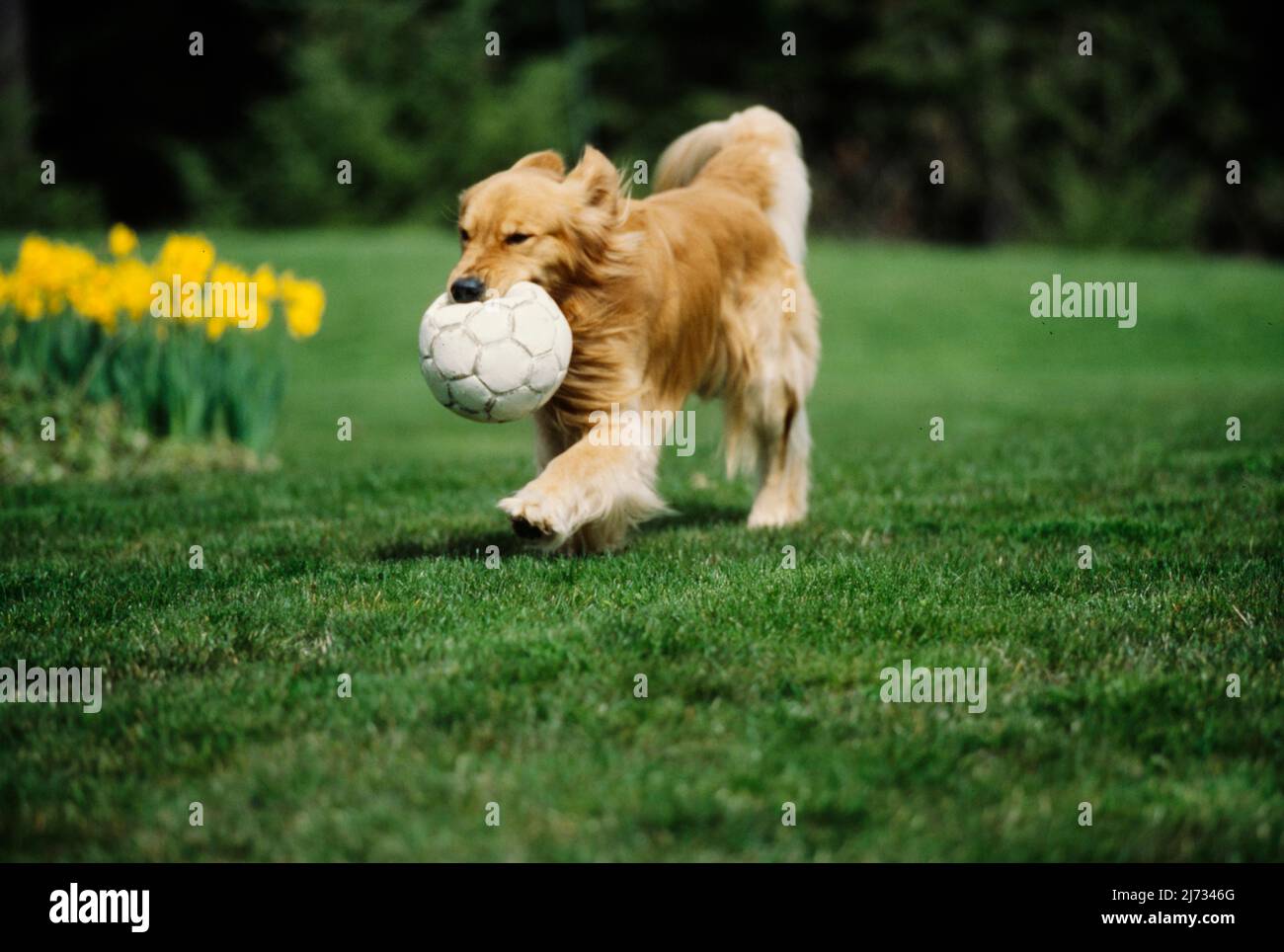 Golden Retriever with ball in field Stock Photo - Alamy