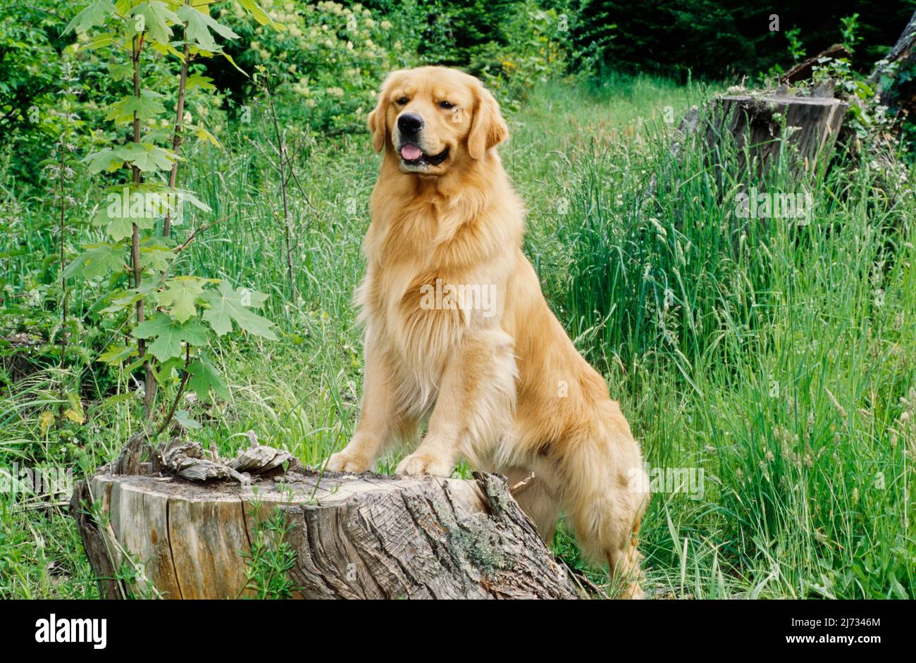 Golden tree stump hi-res stock photography and images - Alamy