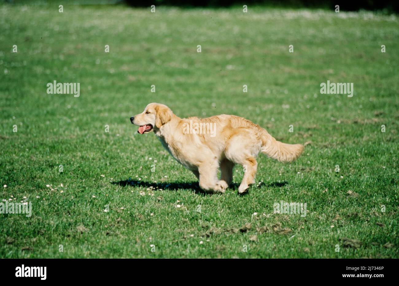 Golden Retriever running in field Stock Photo - Alamy