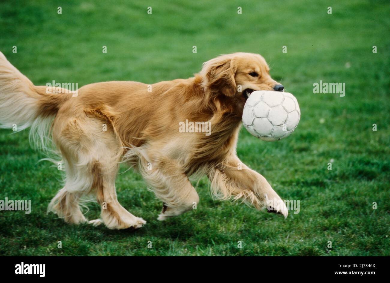 Golden Retriever with ball in field Stock Photo - Alamy