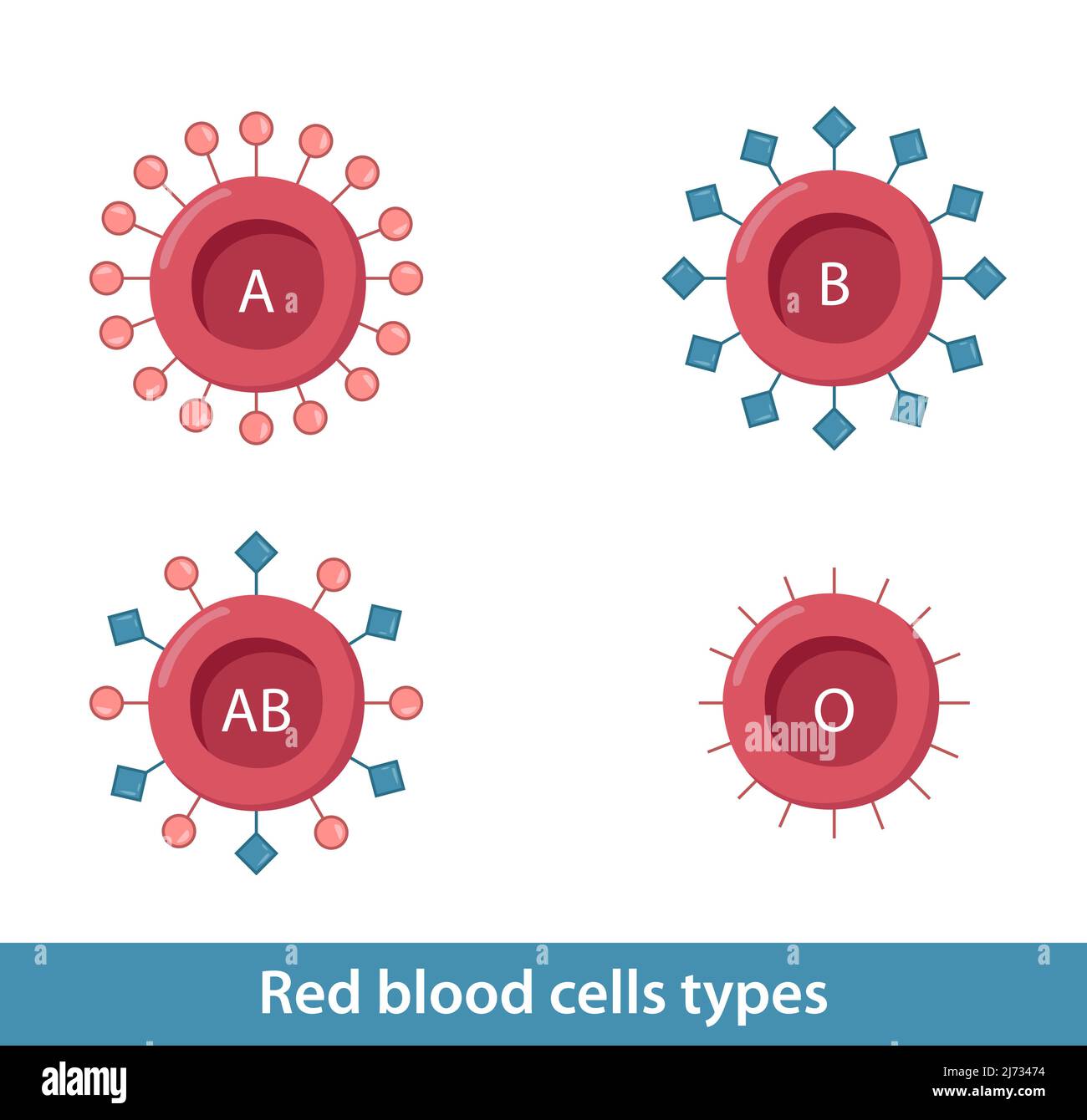 Types Of Red Blood Cells