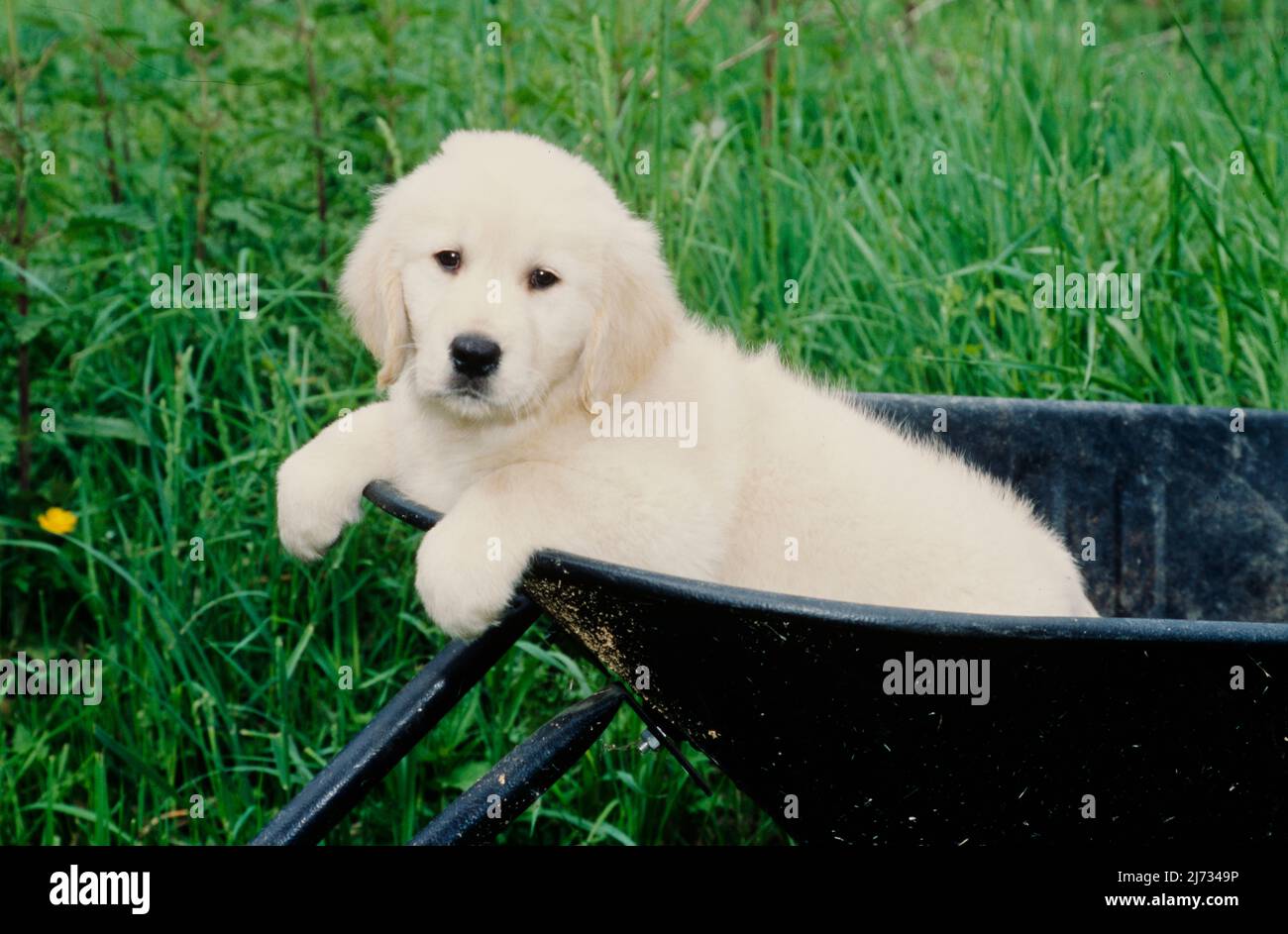 Golden Retriever puppy in wheel barrow Stock Photo - Alamy
