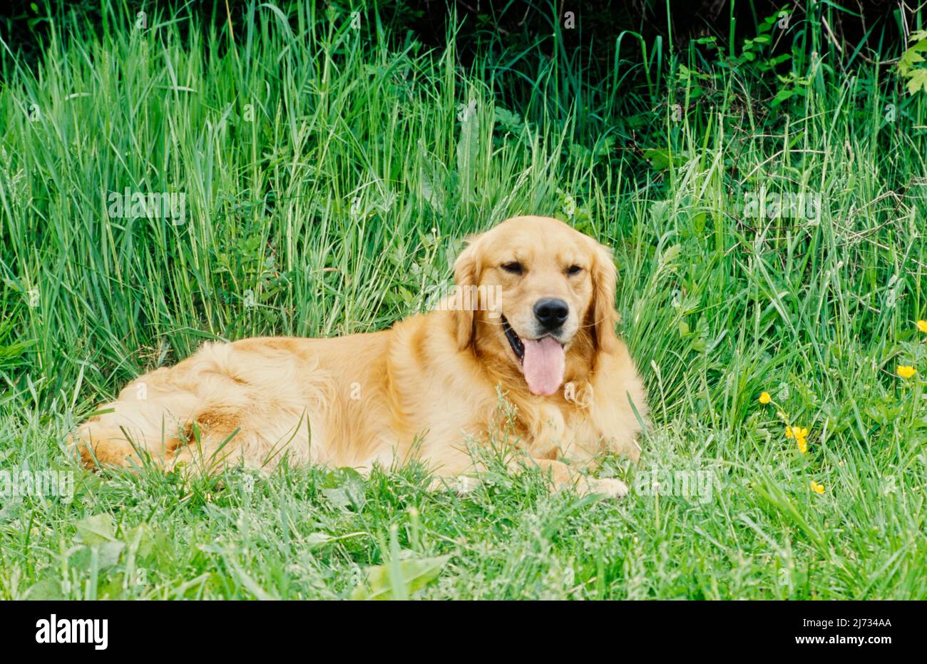 Golden Retriever in field Stock Photo - Alamy