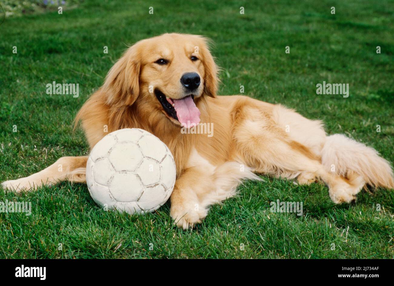 Golden Retriever in grass with ball Stock Photo - Alamy